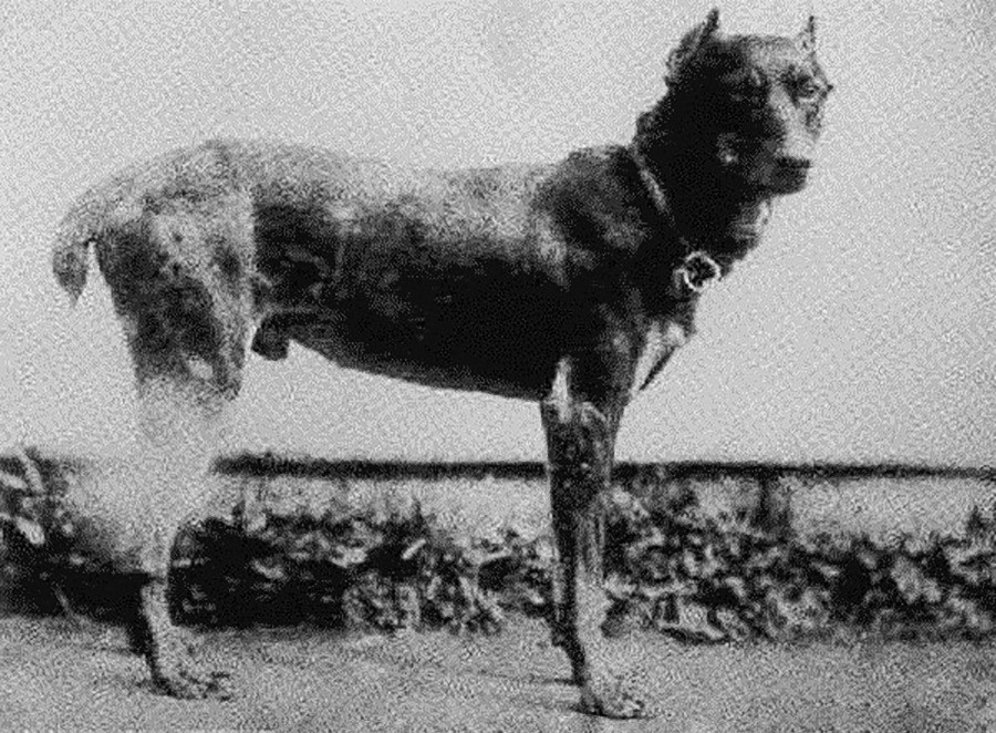 Man’s best friend: Dogs in Russia’s police force and army (PHOTOS ...