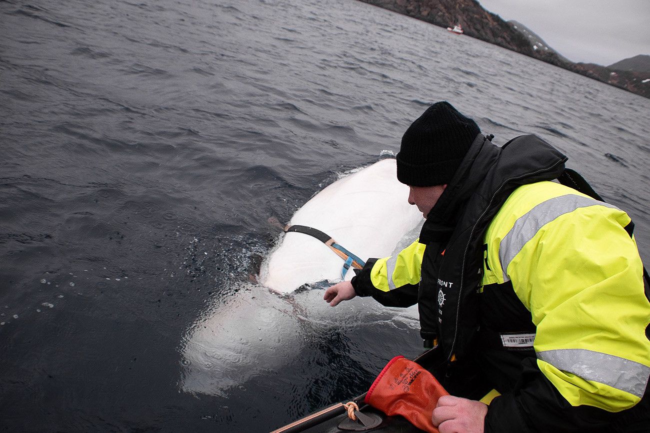 Može li bijeli kit biti ruski špijun? - Russia Beyond Croatia