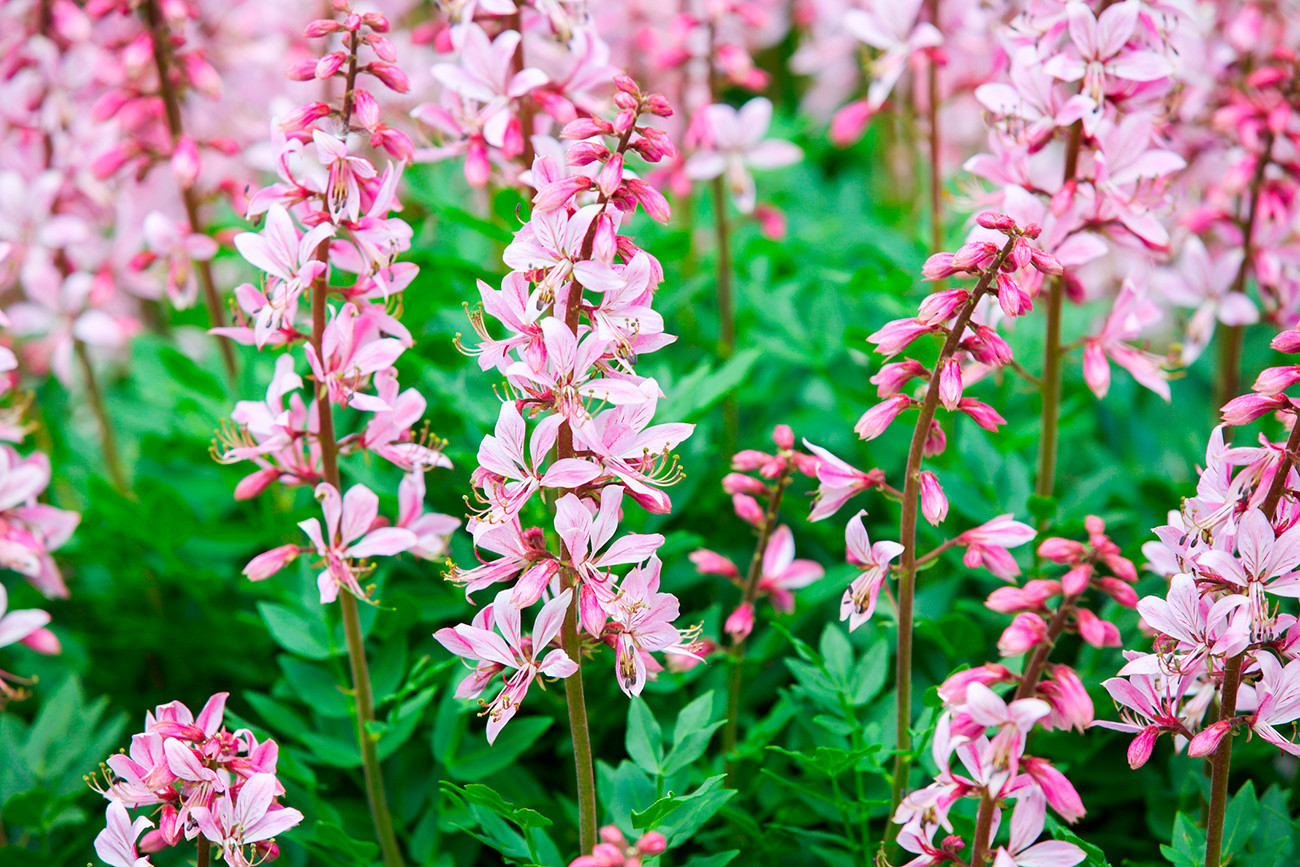 Sedem strupenih rastlin, ki se jih izogibajte v Rusiji - Russia Beyond ...