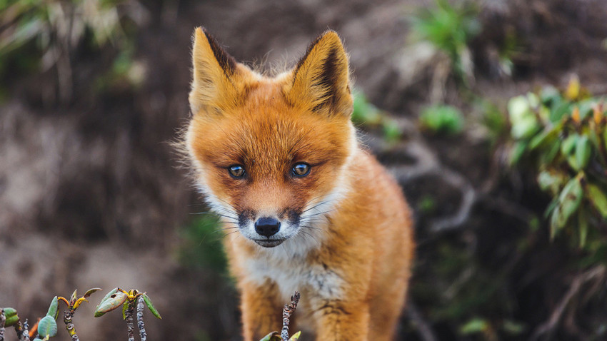 Série de fotos apresenta raposas em seu habitat natural - Russia Beyond BR
