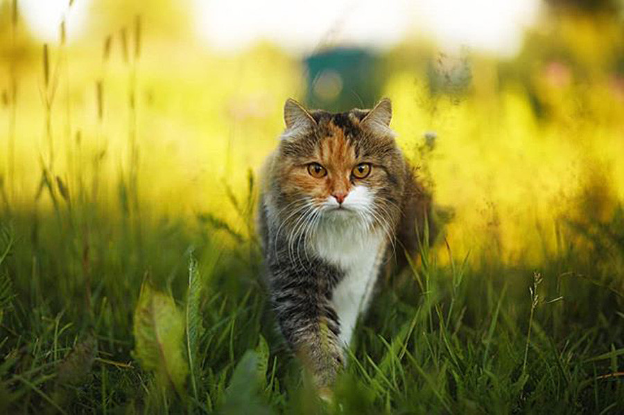 The chilled out life of Russian village cats (PHOTOS) - Russia Beyond