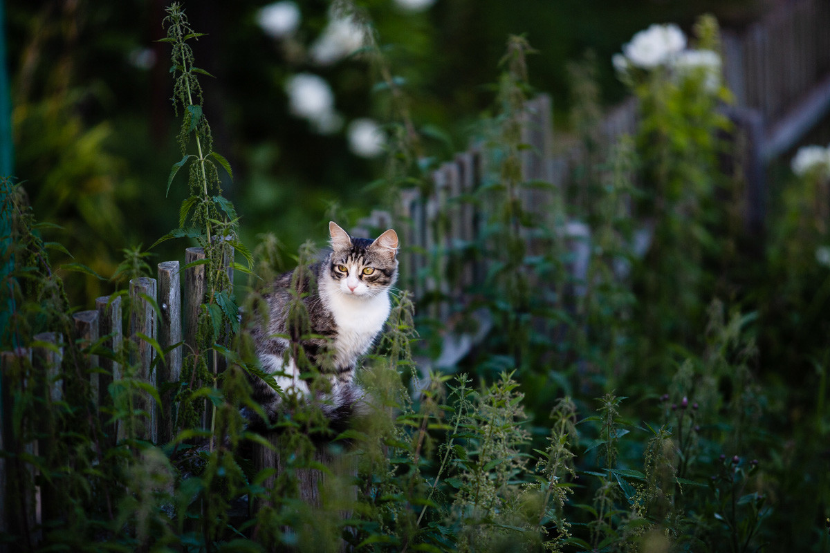 The chilled out life of Russian village cats (PHOTOS) - Russia Beyond
