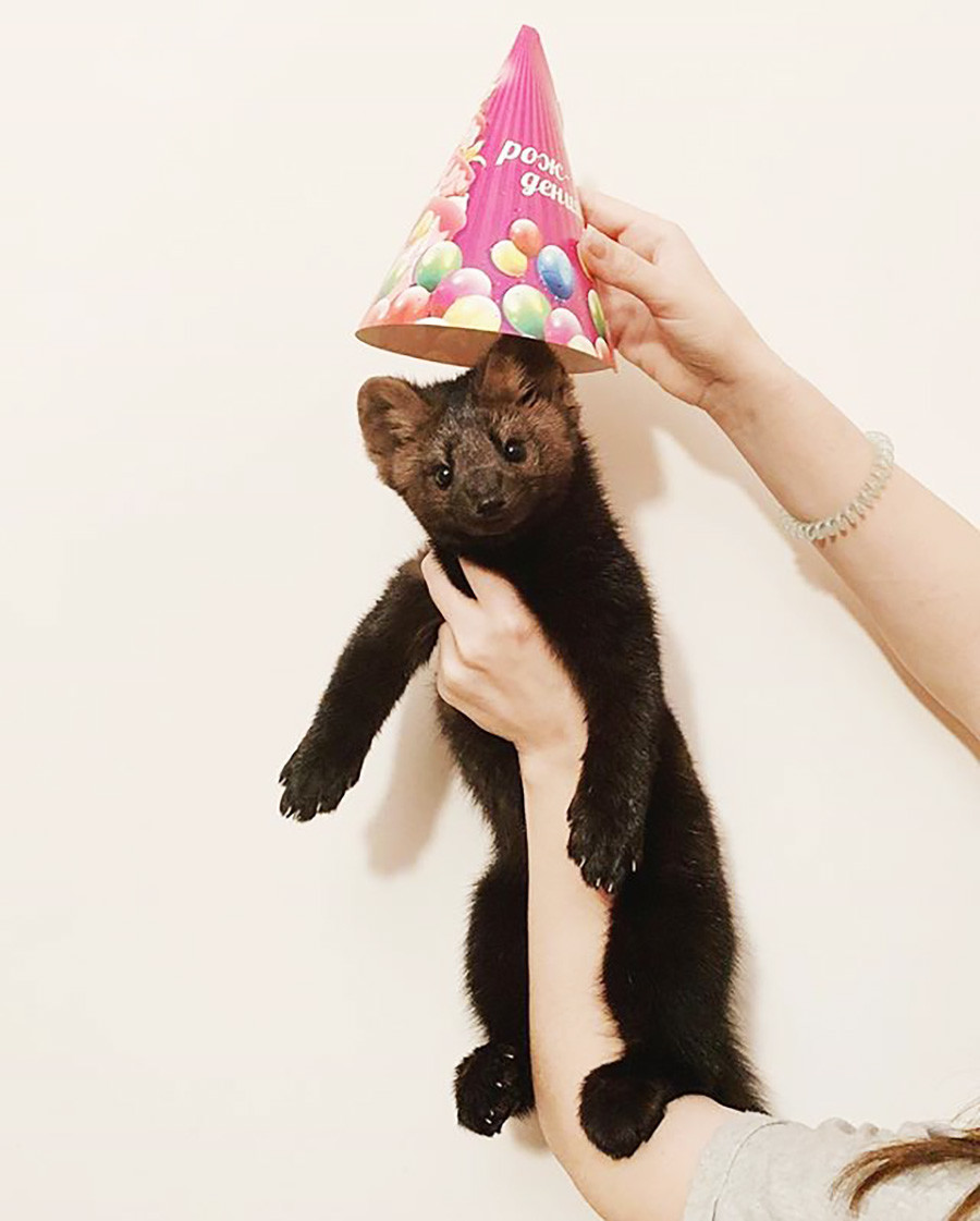 Russian sable saved from a fur coat farm goes VIRAL (PHOTOS) - Russia ...