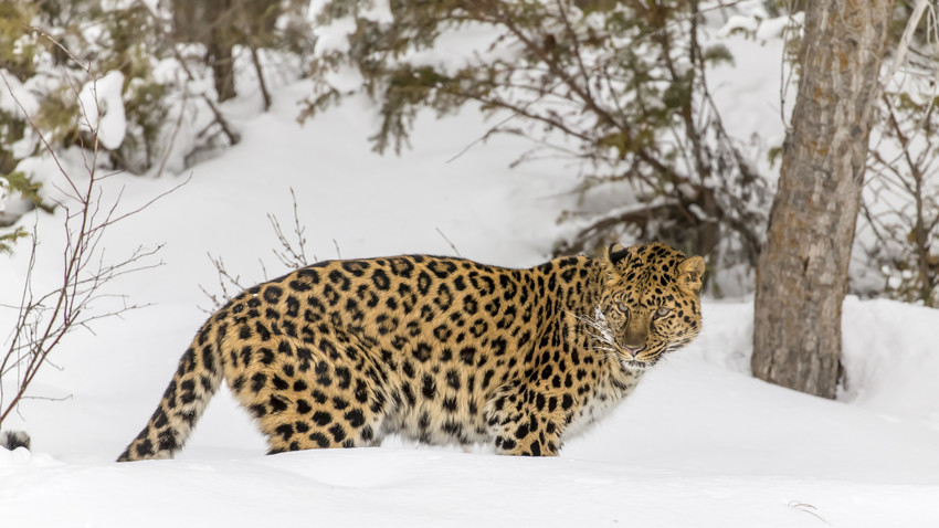 Réflexe félin: fuyant un chien, un léopard de l’Amour trouve refuge ...