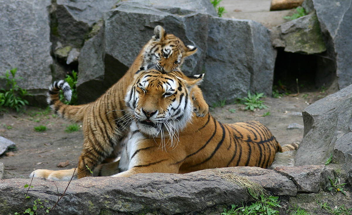 10 rare animals you can still encounter in Russia (PHOTOS) - Russia Beyond