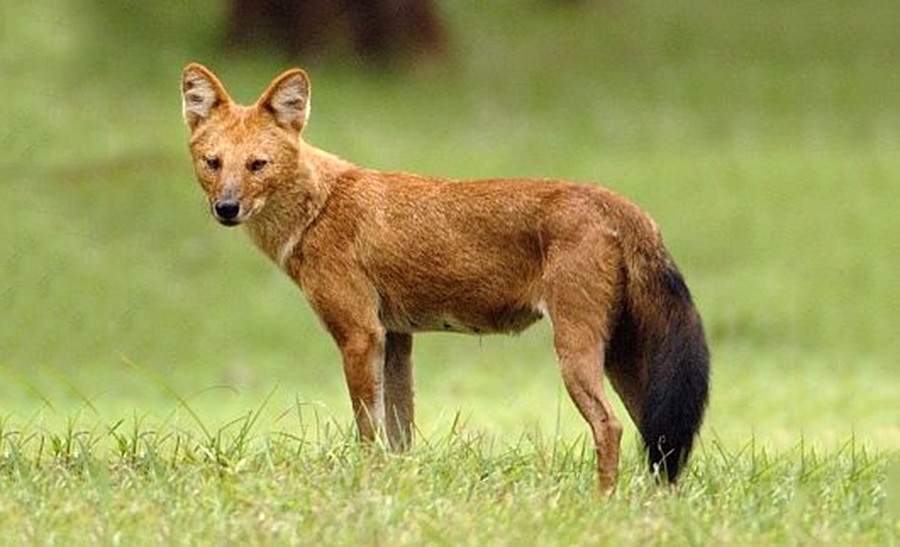 10 rare animals you can still encounter in Russia (PHOTOS) - Russia Beyond