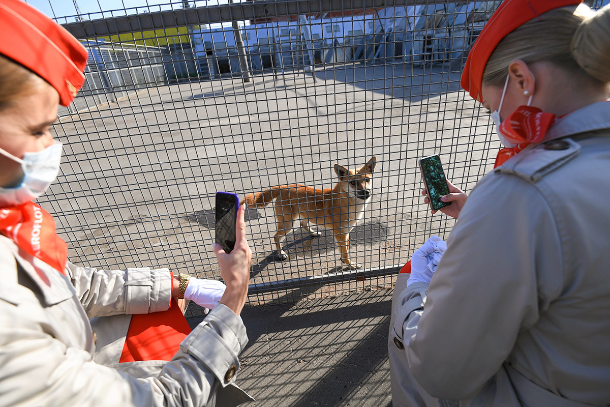 Cães farejadores irão identificar portadores de covid-19 nos aeroportos ...