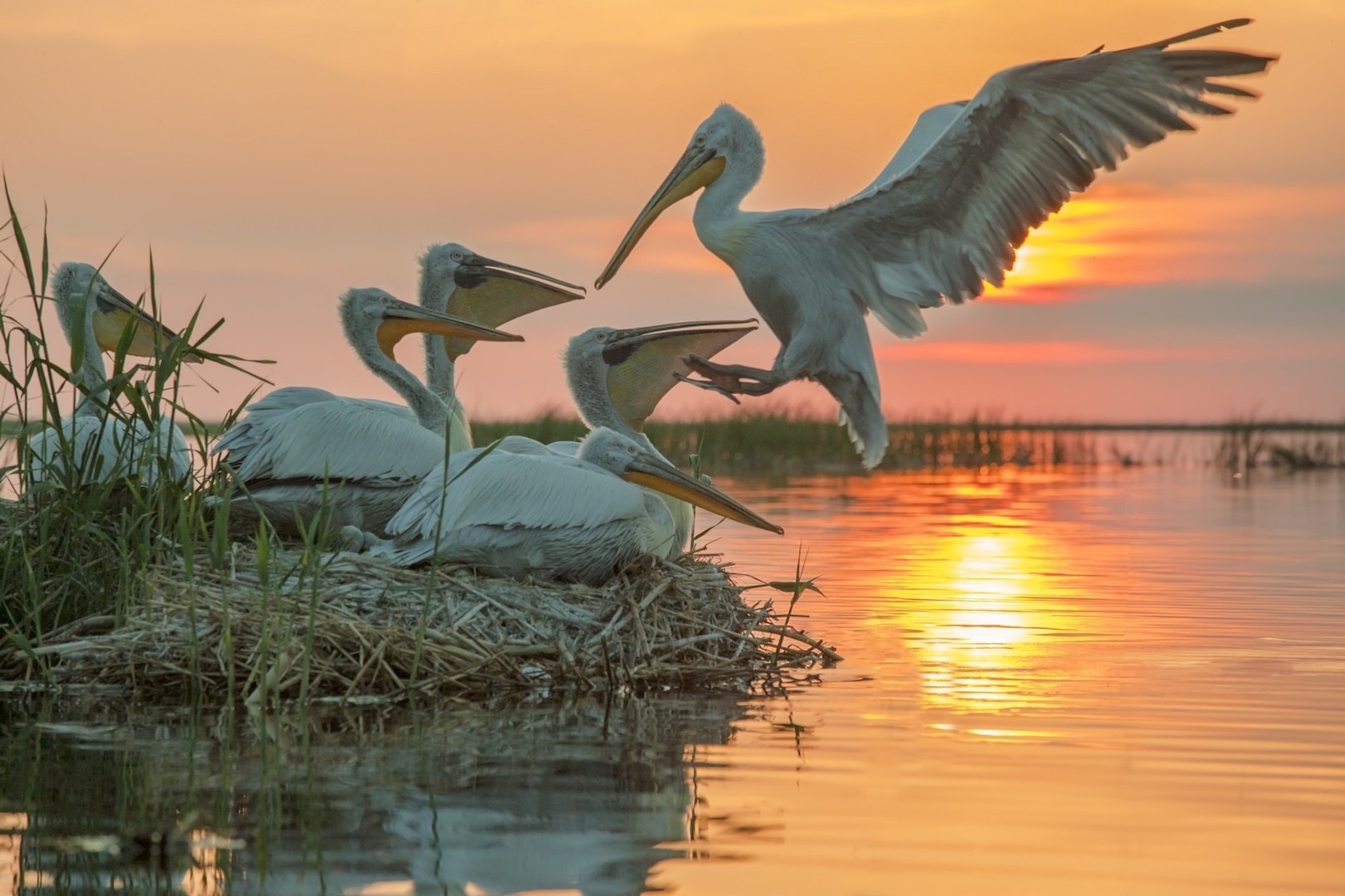 10 уникални снимки от дивата природа на Русия - Russia Beyond България