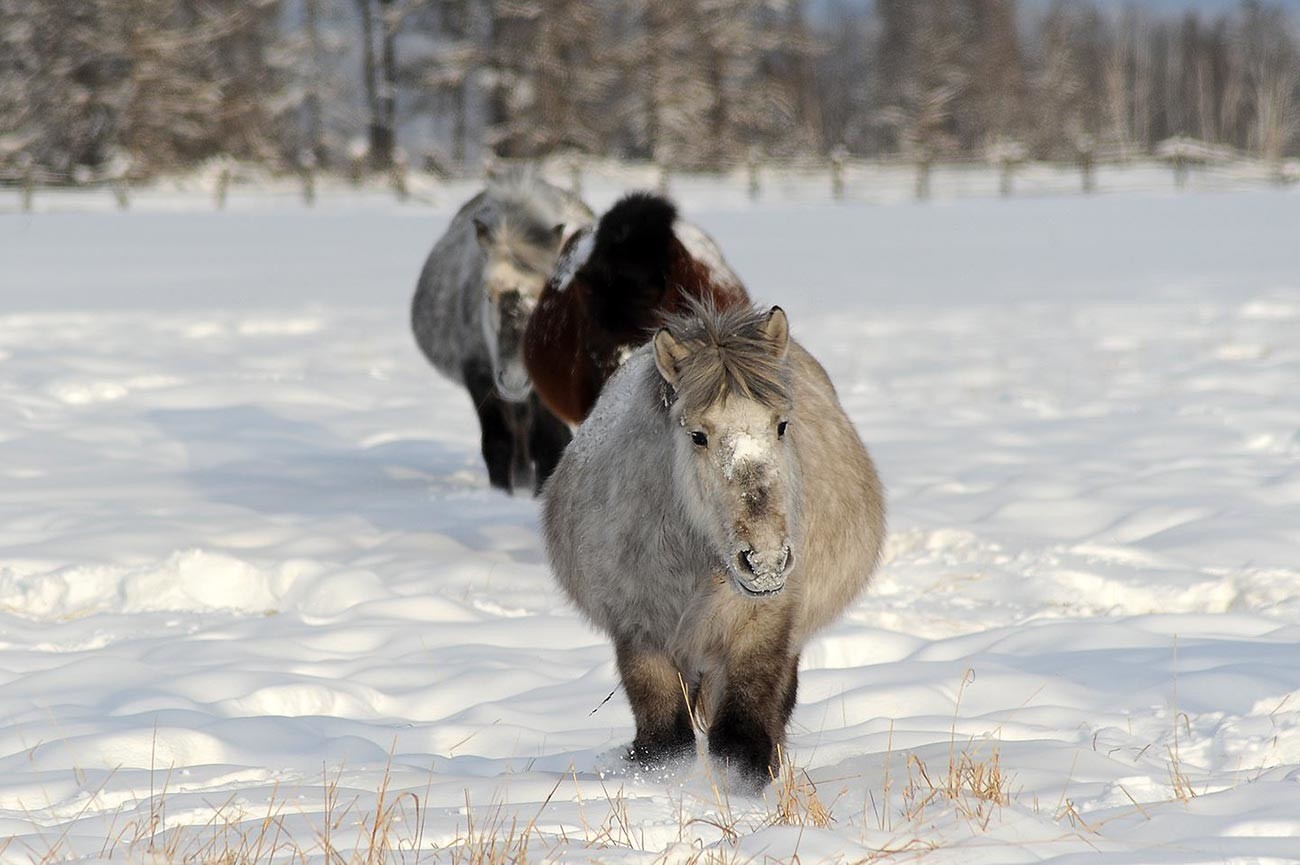 Kuda-Kuda Paling Tahan Beku yang Hidup di Yakutia (FOTO) - Russia Beyond
