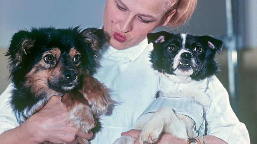 Comment deux chiens astronautes ont rendu possible la course vers la ...