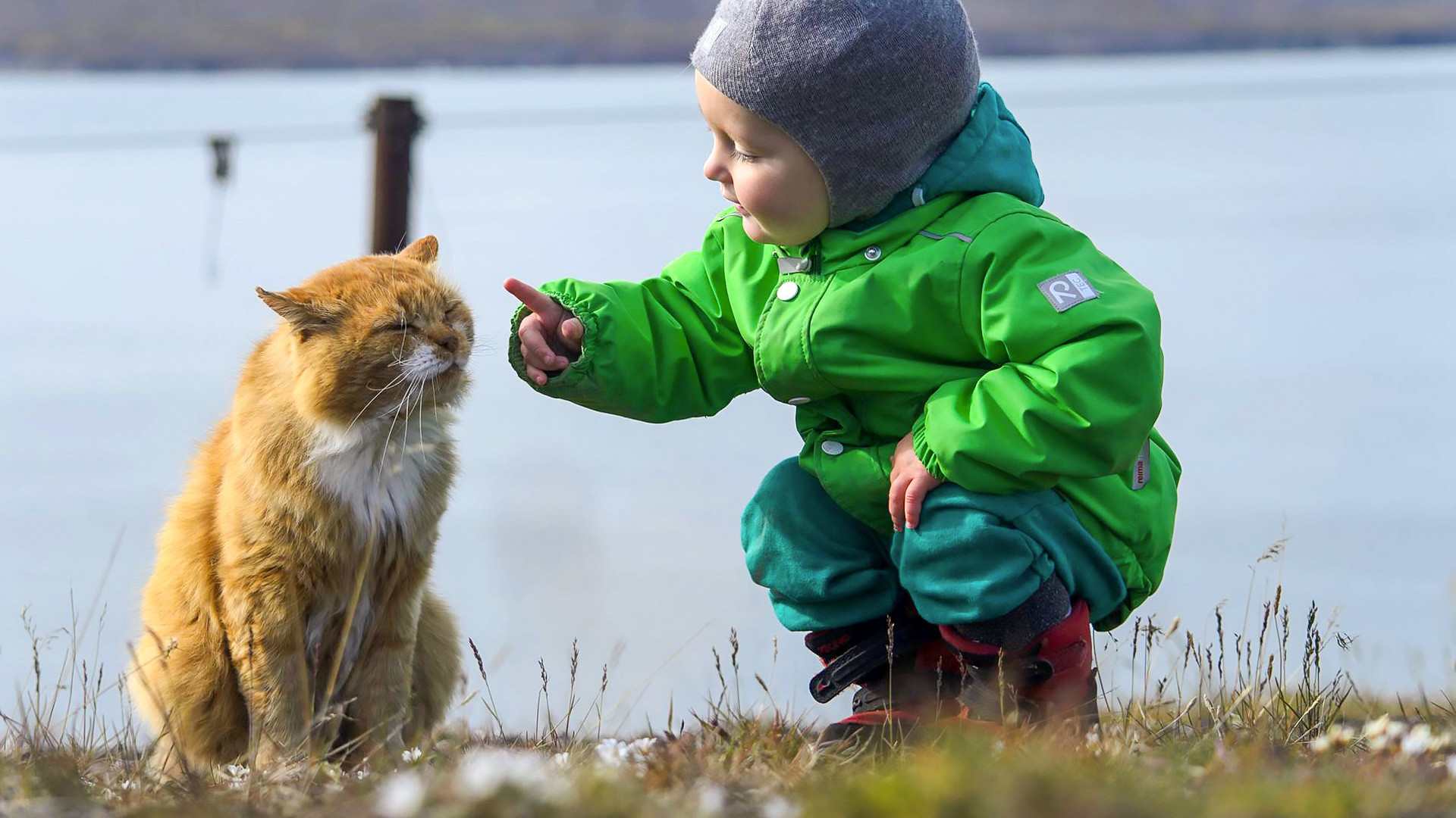 Meet Kesha, the only cat in the entire Arctic Ocean archipelago (PHOTOS ...