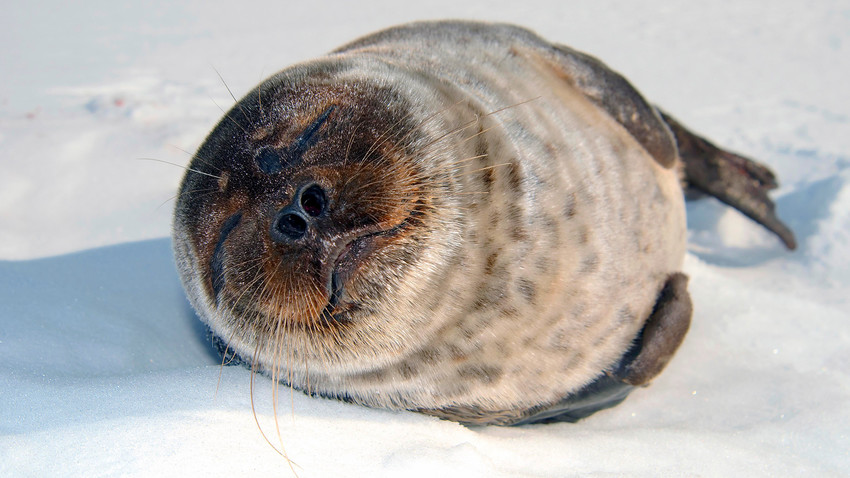 7 most cold-resistant animals in Russia (PHOTOS) - Russia Beyond
