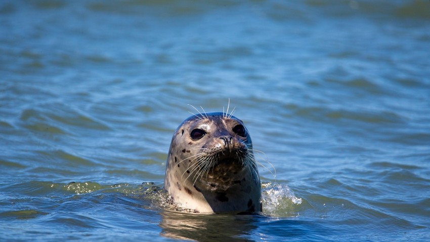 Foca anillada, un bello animal de la fauna rusa que está en peligro de ...