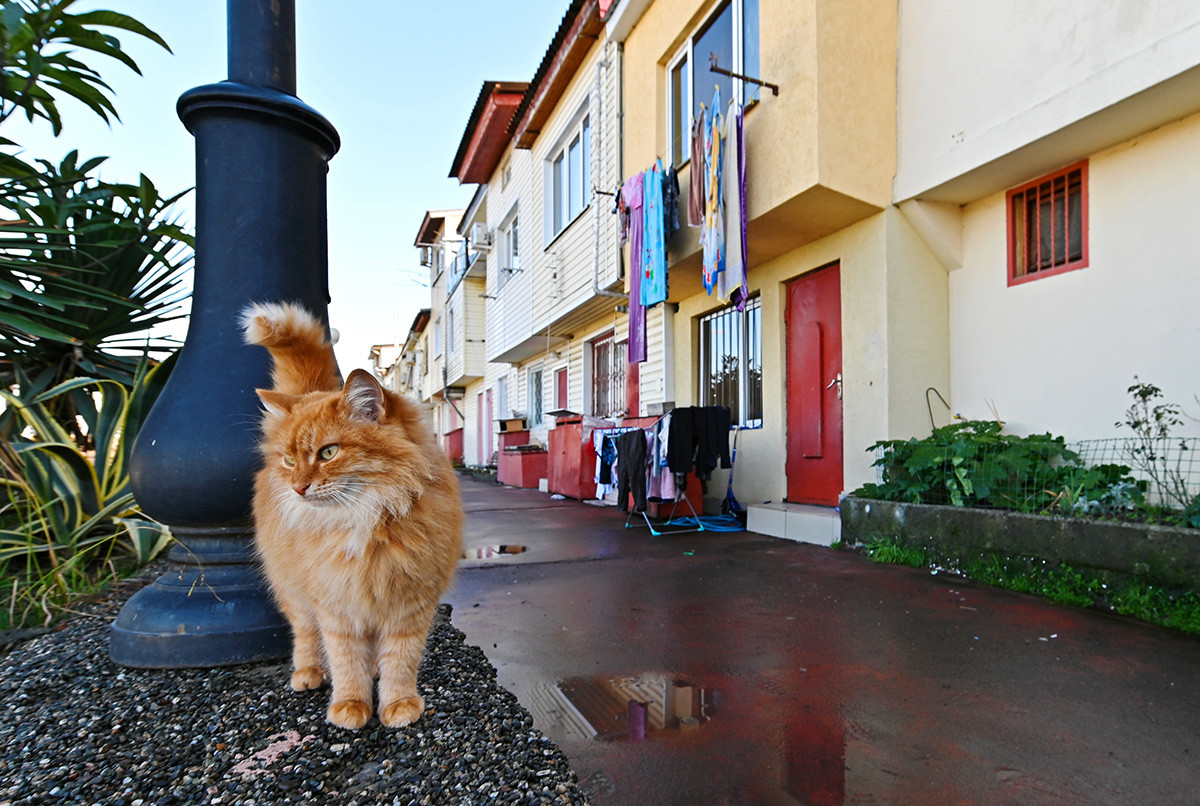 En images: cette véritable favela apparue en plein cœur de Sotchi ...