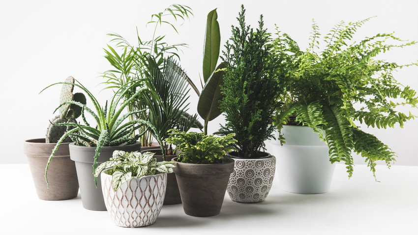 10 most popular houseplants in Russia - Russia Beyond