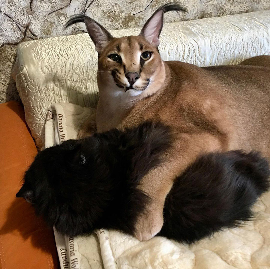 Una lince del deserto per casa: ecco Big Floppa, il micione star della ...