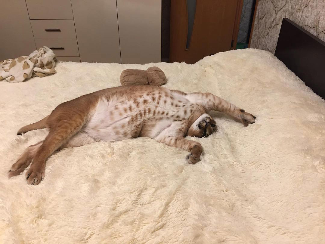 Una lince del deserto per casa: ecco Big Floppa, il micione star della ...