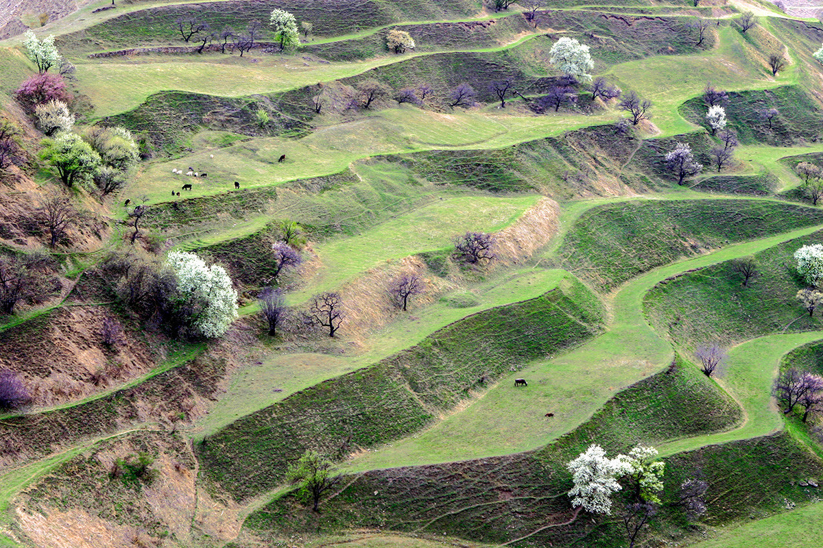 Terasering Buatan Berusia Ribuan Tahun di Pegunungan Dagestan (FOTO ...