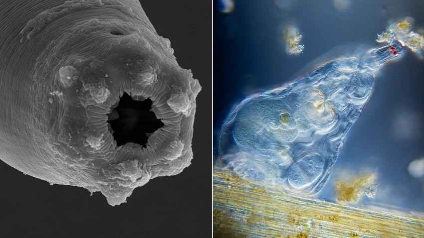 Weird ancient creatures found in Russia's permafrost - Russia Beyond