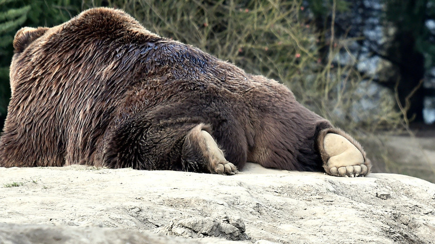 En Rusia, habrá observatorios para ver a los osos durante la ...