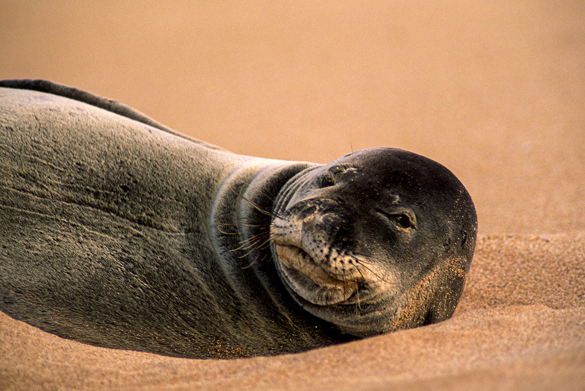 These animal species are listed as ‘possibly extinct’ in Russia (PHOTOS ...