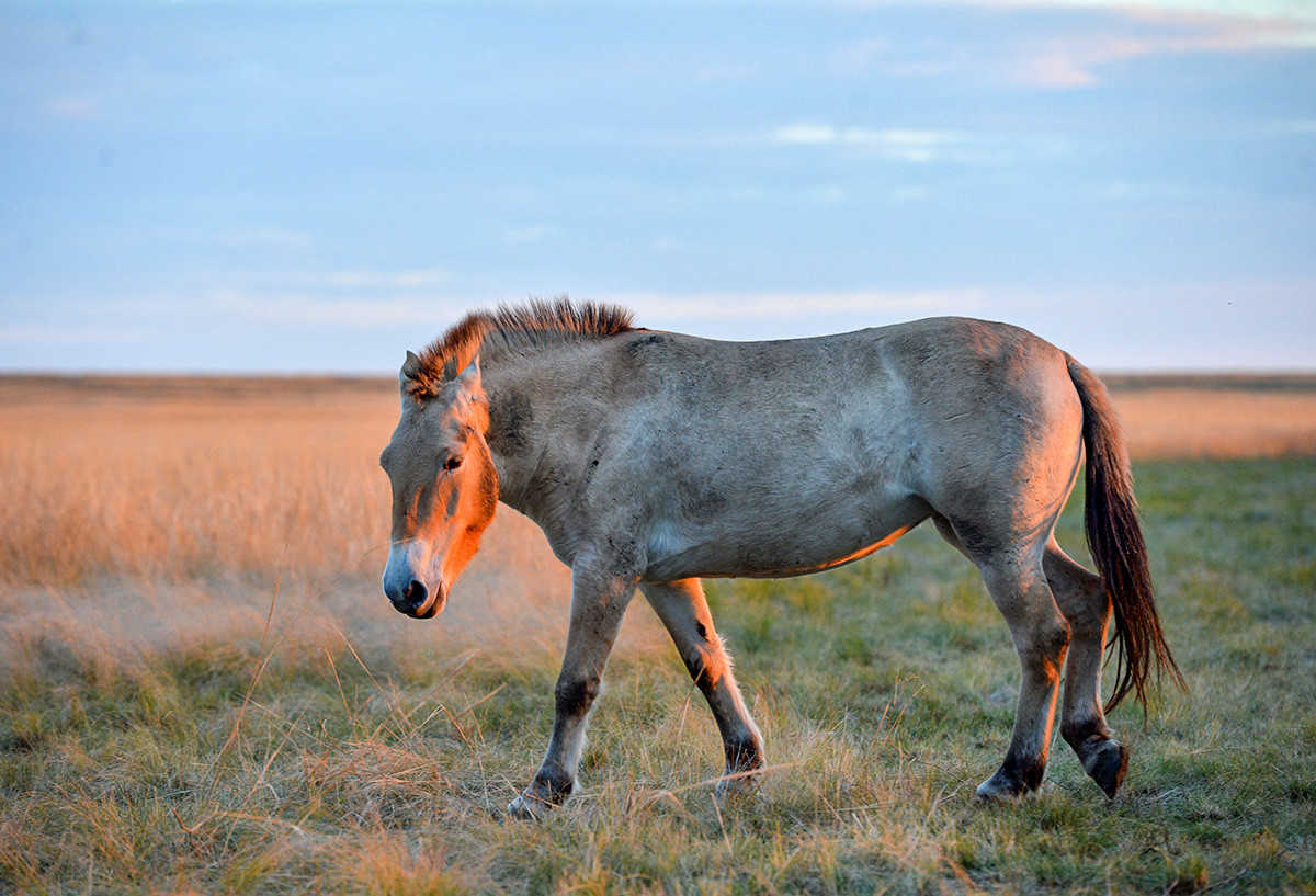 Animales declarados como ‘seguramente extintos’ en Rusia (Fotos ...