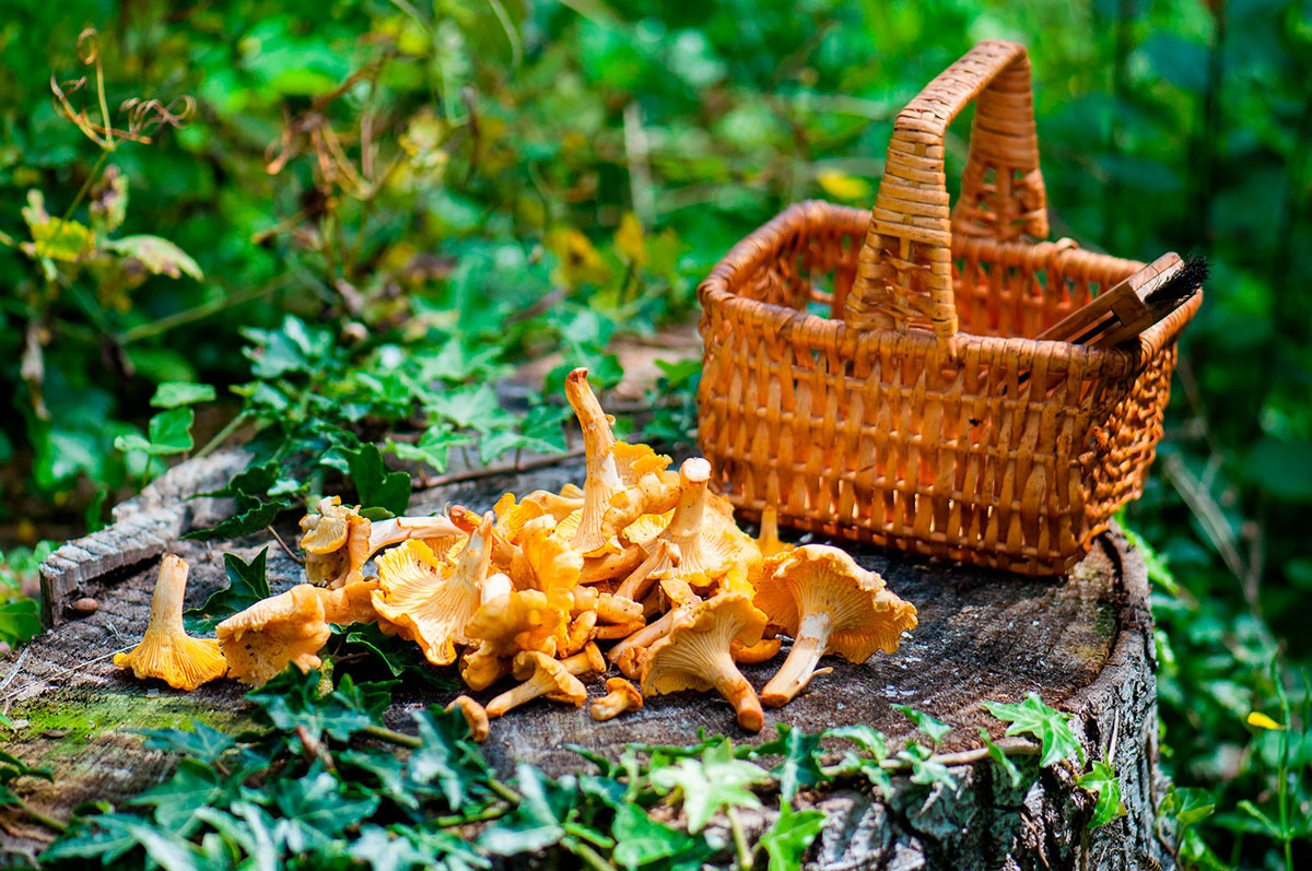 10 најпопуларнијих печурака које можете брати у Русији - Russia Beyond ...