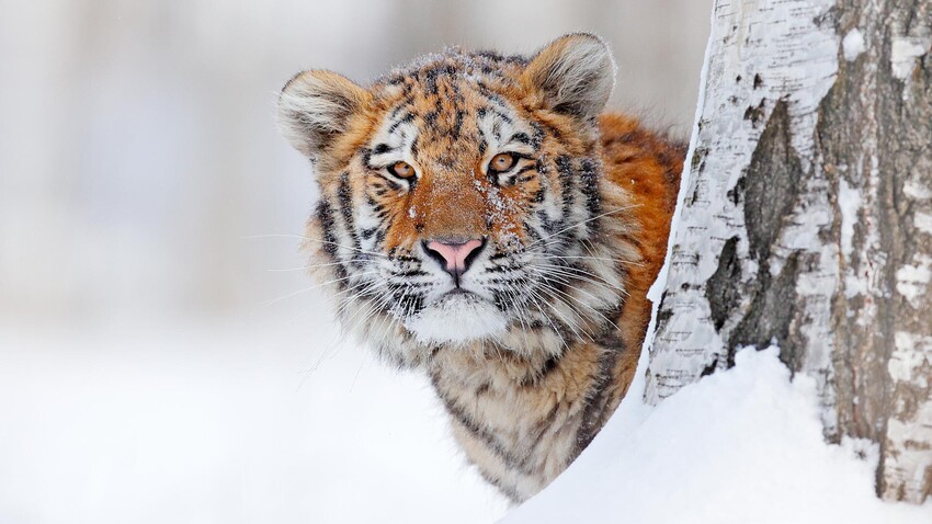 How likely are you to encounter a tiger in Russia? - Russia Beyond