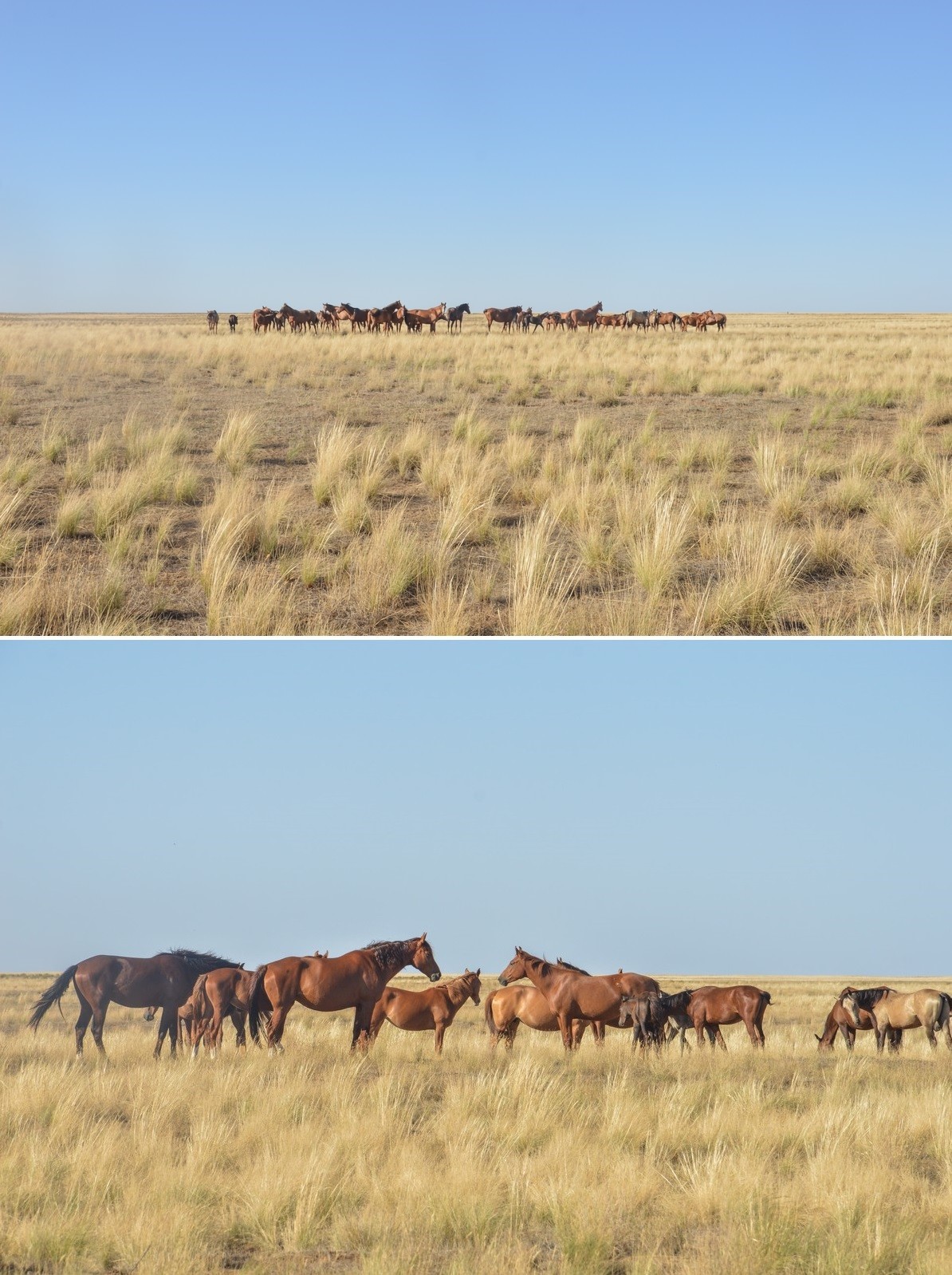Kalmukia, donde el desierto ruso se une al budismo (FOTOS) - Russia ...