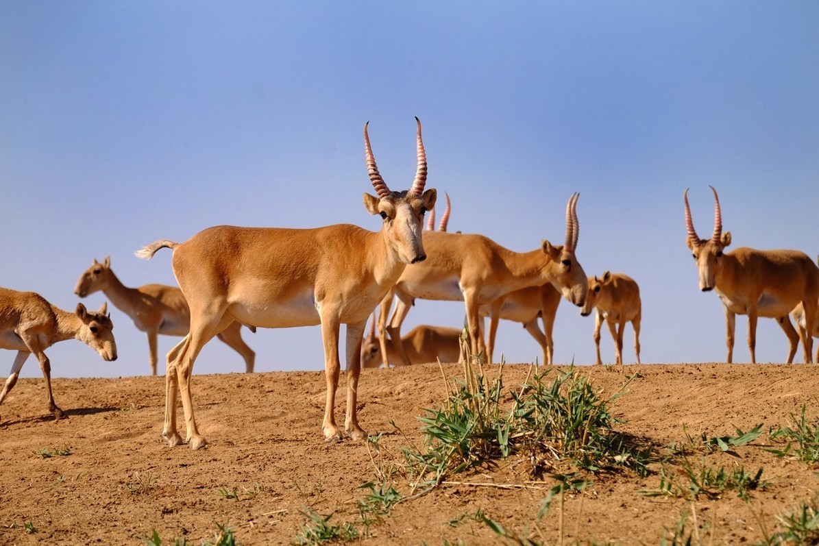 Kalmukia, donde el desierto ruso se une al budismo (FOTOS) - Russia ...