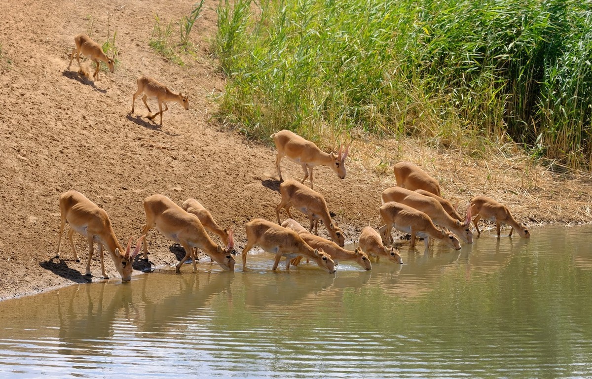 Kalmukia, donde el desierto ruso se une al budismo (FOTOS) - Russia ...
