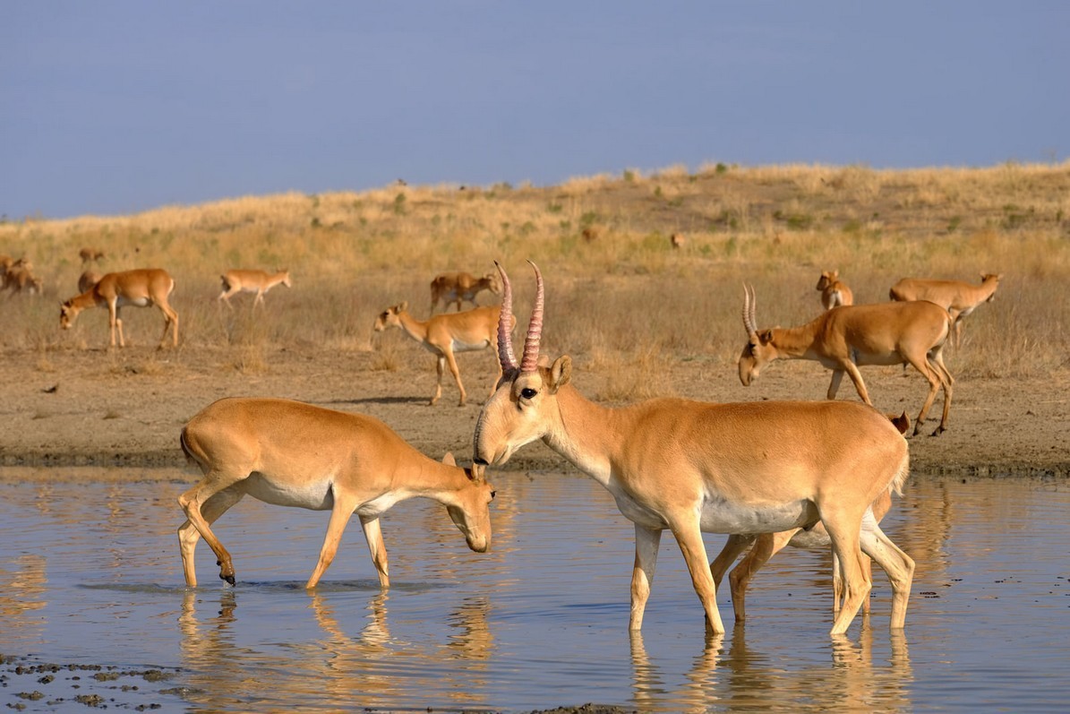 Kalmukia, donde el desierto ruso se une al budismo (FOTOS) - Russia ...