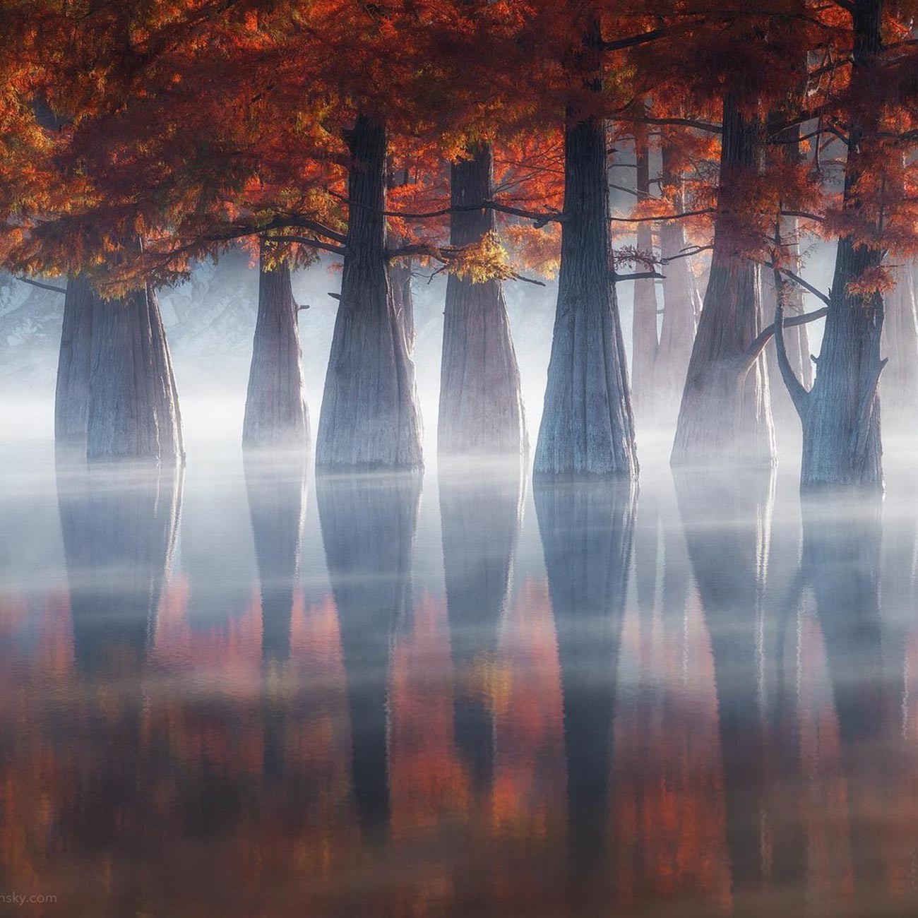 This absolutely STUNNING red forest is in Russia! (VIDEO + PHOTOS ...