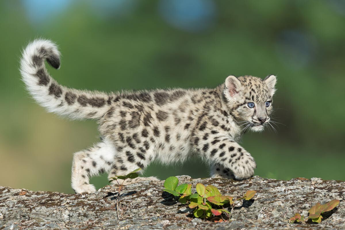 Why snow leopards bite their tails, and other facts about this gorgeous ...