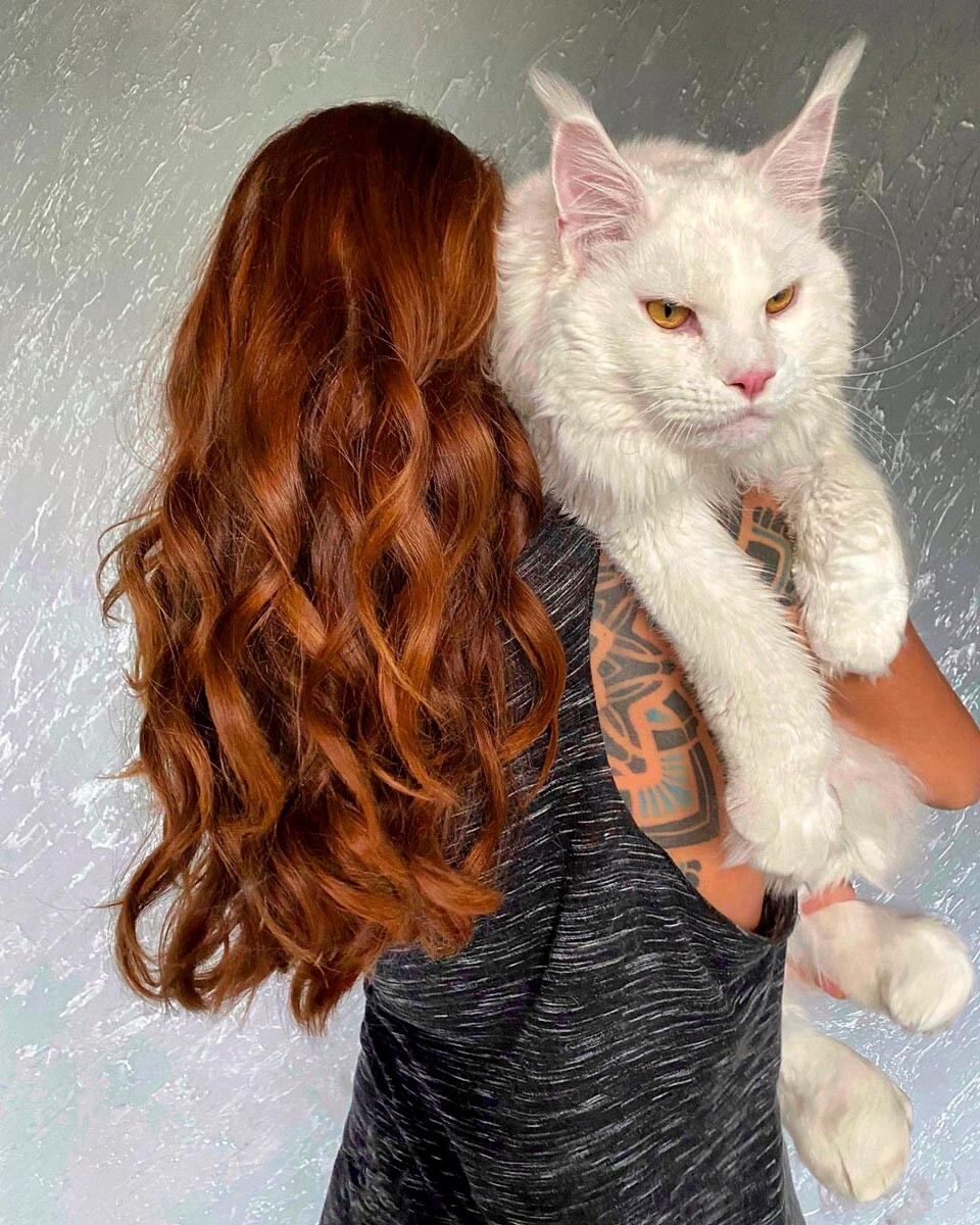 Meet Kefir, the most popular Maine Coon cat in Russia (PHOTOS) - Russia ...