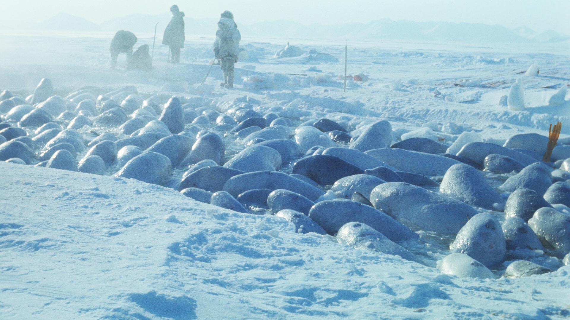 How a Soviet icebreaker saved 2,000 beluga whales between Chukotka and ...