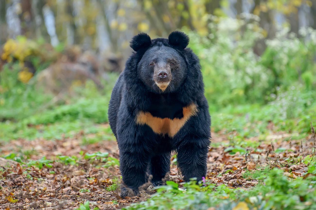 Quali specie di orsi vivono in Russia? - Russia Beyond - Italia