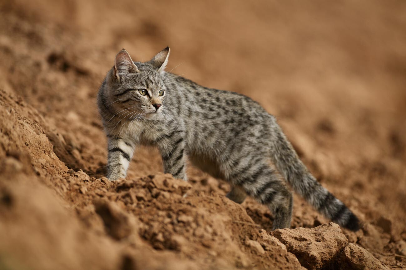 20 unglaubliche Fotos von Russlands Wildtieren - Russia Beyond DE