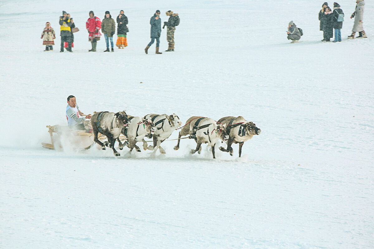 Seberapa Cepat Kawanan Rusa Berlari Sambil Menarik Kereta Luncur? (FOTO ...