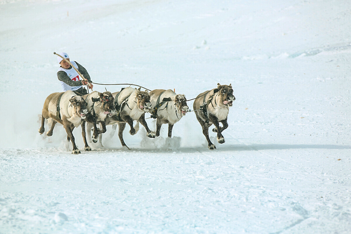 Seberapa Cepat Kawanan Rusa Berlari Sambil Menarik Kereta Luncur? (FOTO ...