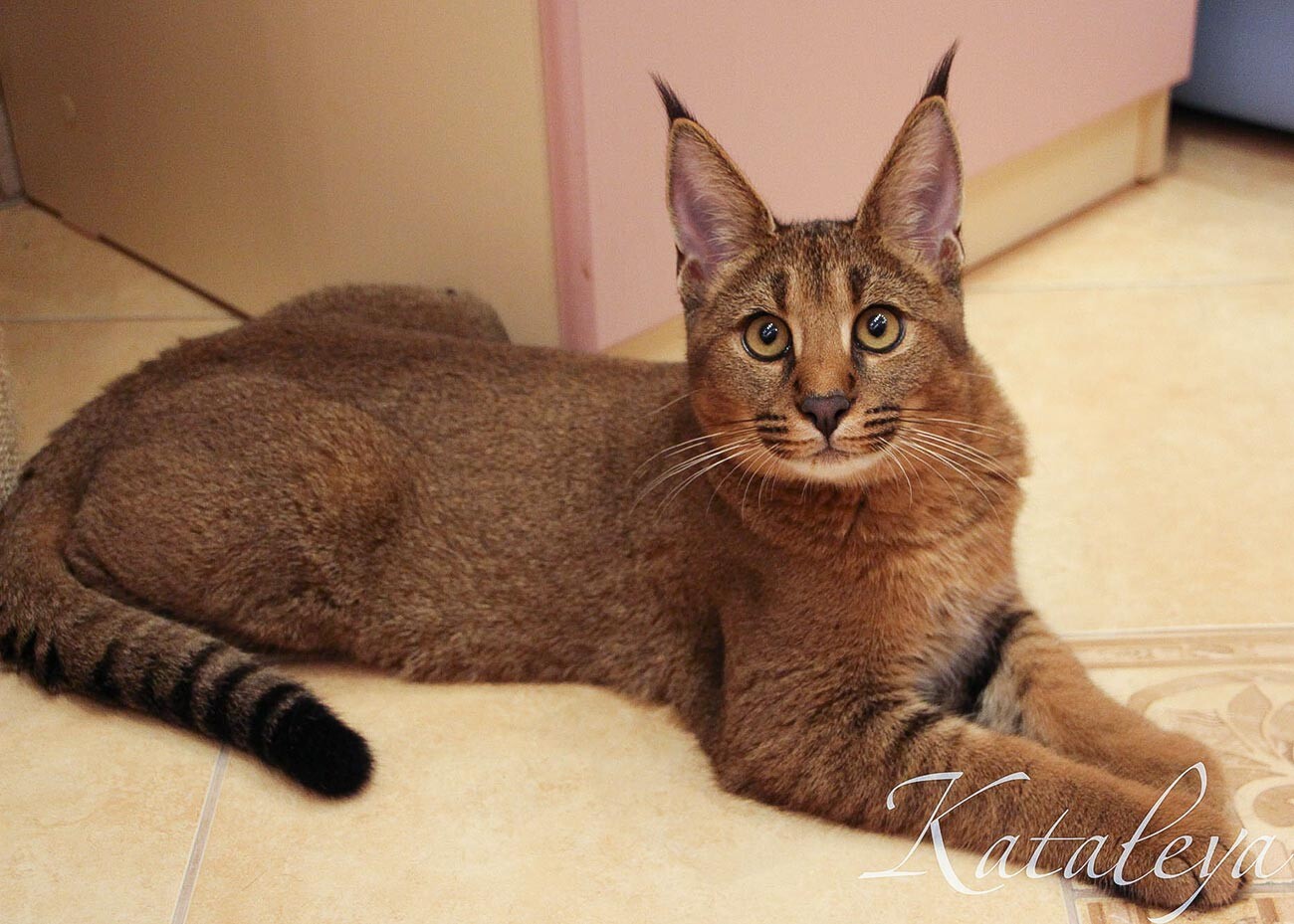 Karakat, Jenis Kucing Domestik Terbesar di Dunia - Russia Beyond