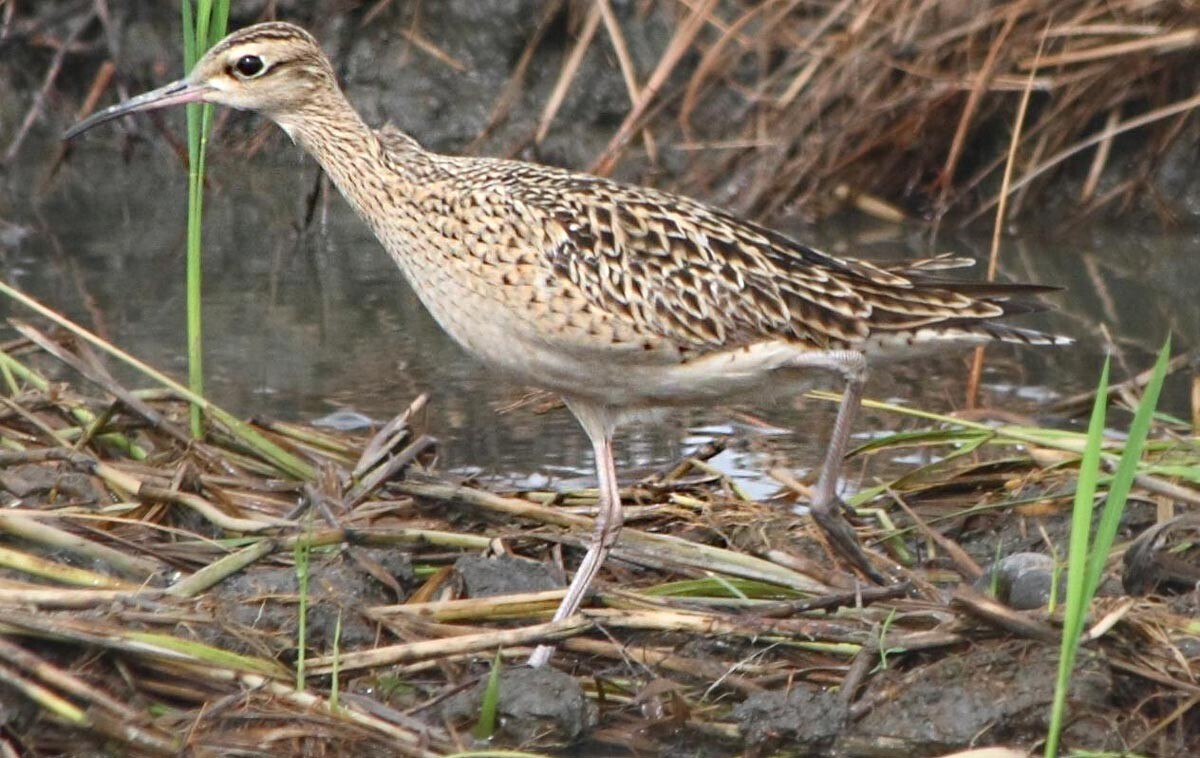 Burung-Burung yang Hanya Ditemukan di Rusia (FOTO) - Russia Beyond