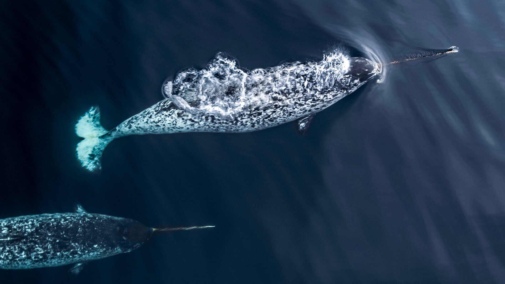 Narwhal: A real UNICORN of the Arctic - Russia Beyond