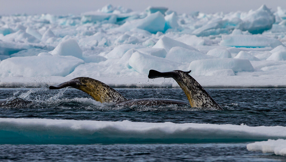 Narwhal: A real UNICORN of the Arctic - Russia Beyond