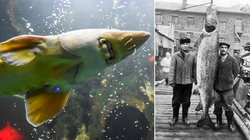 5 facts about Russia’s BIGGEST fish (PHOTOS) - Russia Beyond