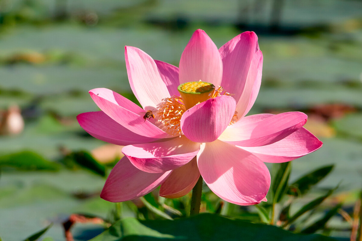 Where to see the blooming lotus in Russia (PHOTOS) - Russia Beyond