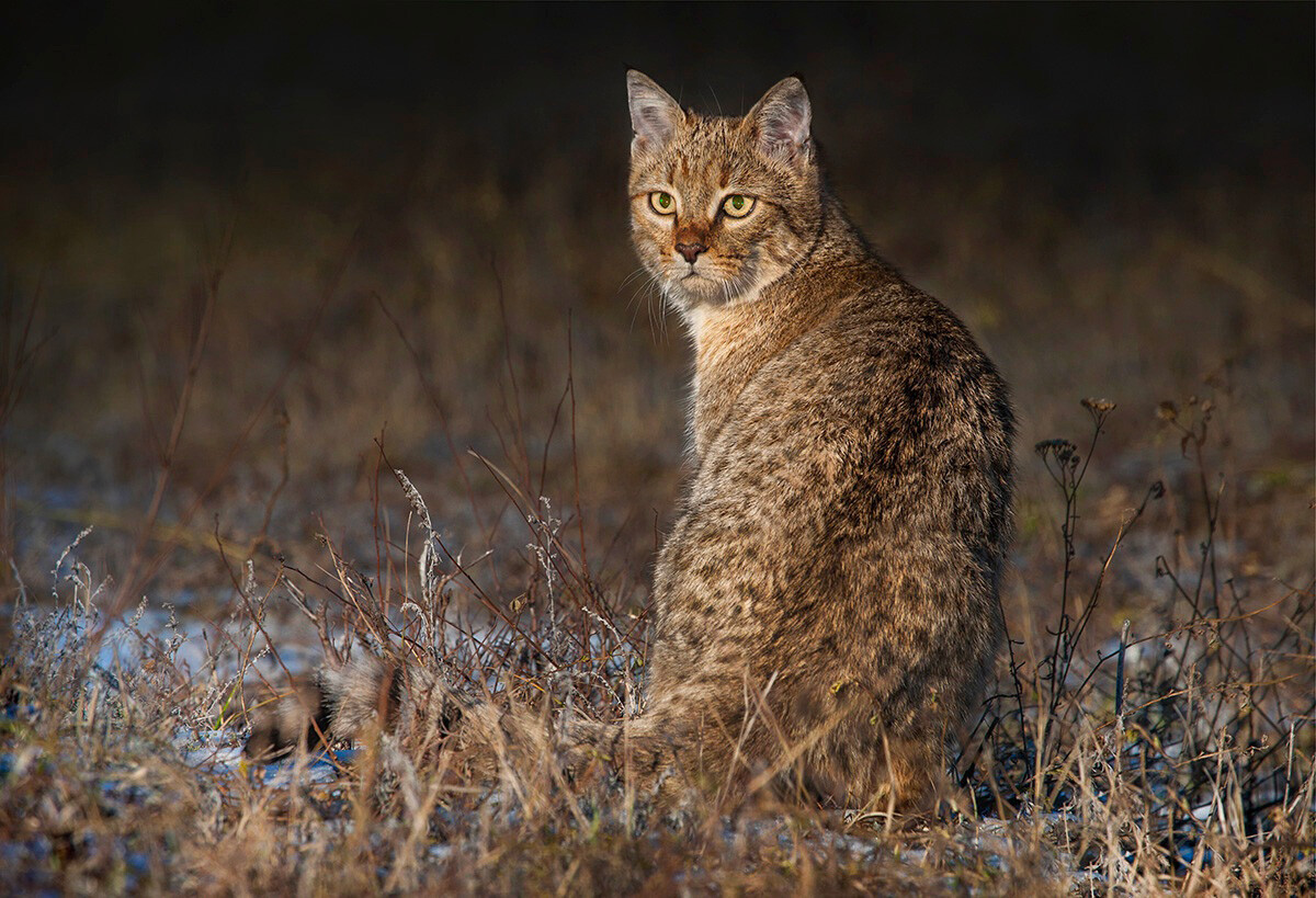 Kucing-Kucing Liar Penghuni Daratan Rusia - Russia Beyond