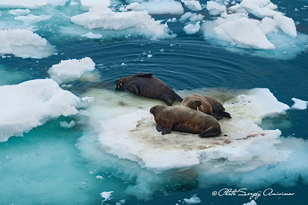 L’Arctique, un monde magique en péril - Russia Beyond FR
