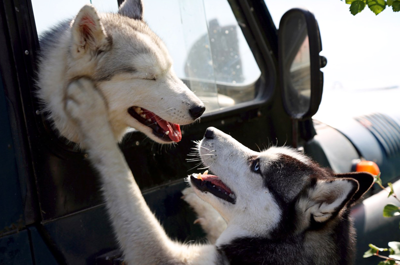20 reasons huskies are MORE than awesome - Russia Beyond