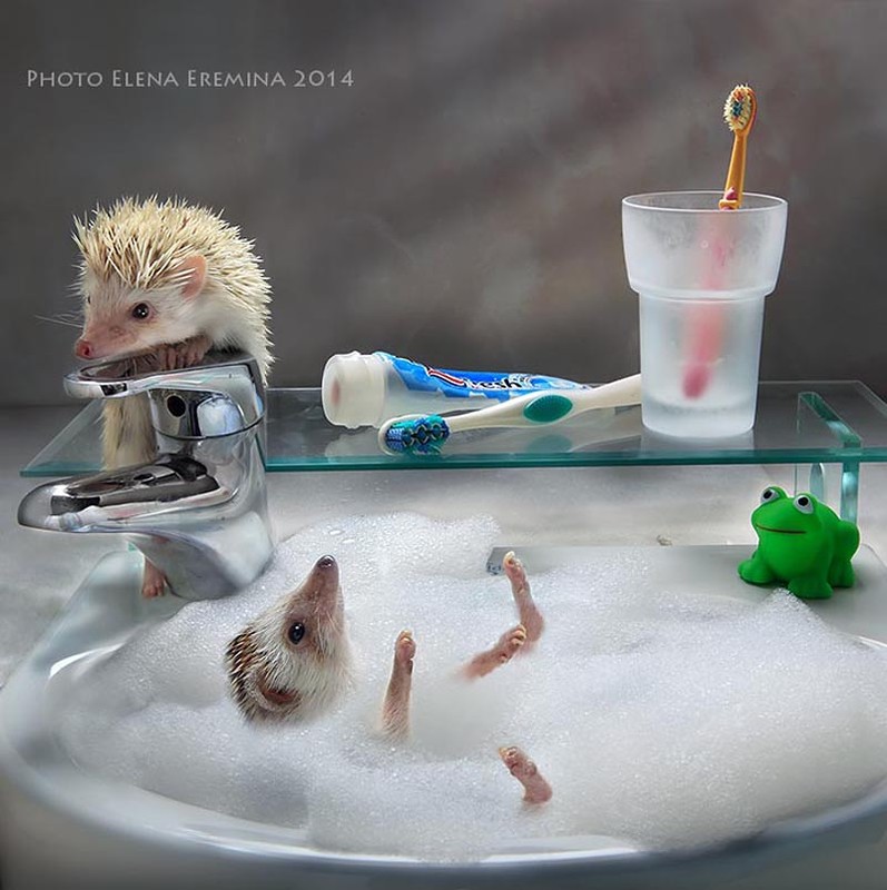 A day in the life of cute hedgehogs - Russia Beyond